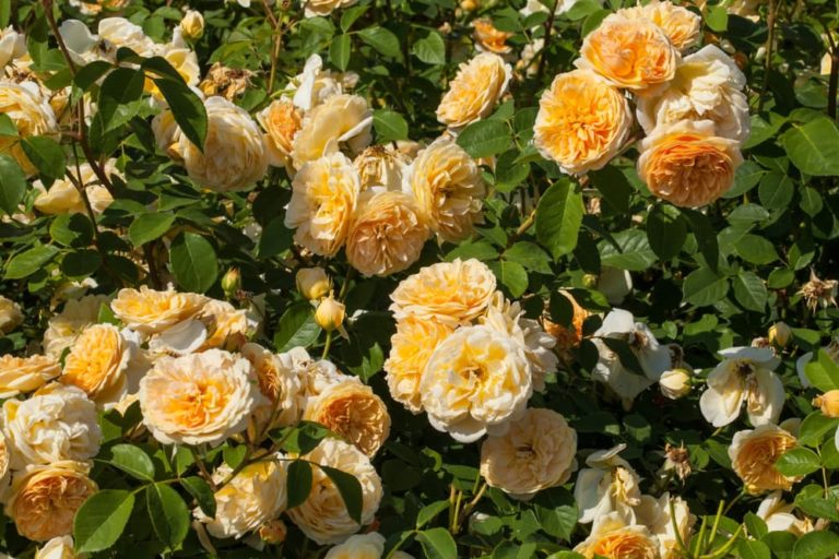 15 Best Climbing Roses For Garden Shade | Horticulture