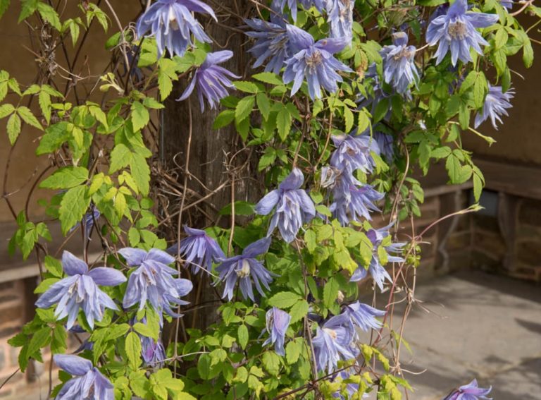 How To Train Clematis To Climb A Wall, Fence, Pillar Or Trellis