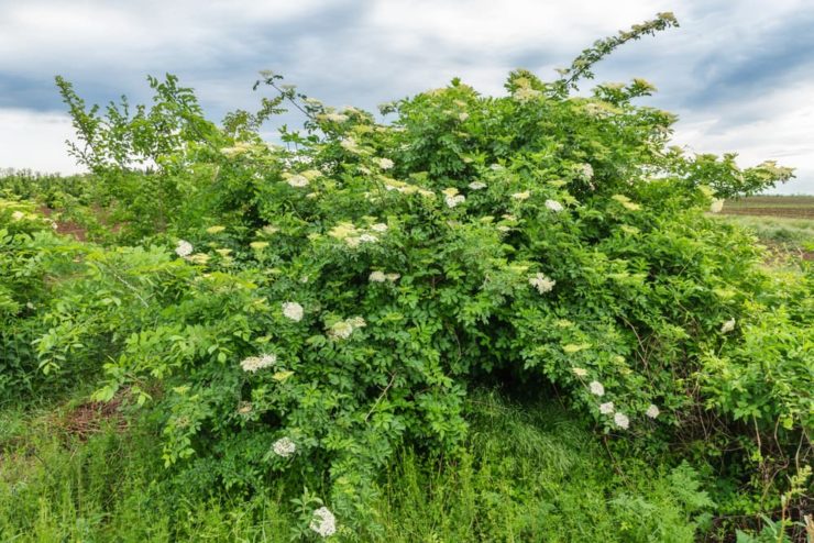 Horticulturists Recommend These 59 Tolerant Plants For Windy Garden ...