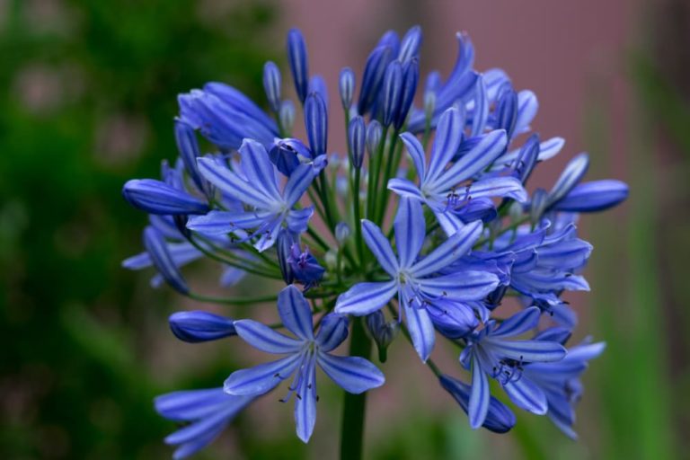 Secret Agapanthus Growing Tips Shared By Chair Of The RHS AGM Trials ...