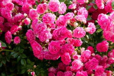 Head Gardeners Recommend These Climbing Roses For Shady Garden Areas ...