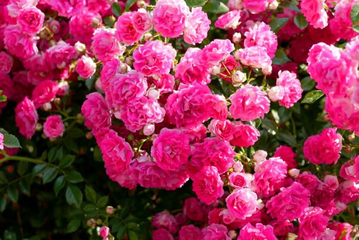 15 Best Climbing Roses For Garden Shade | Horticulture