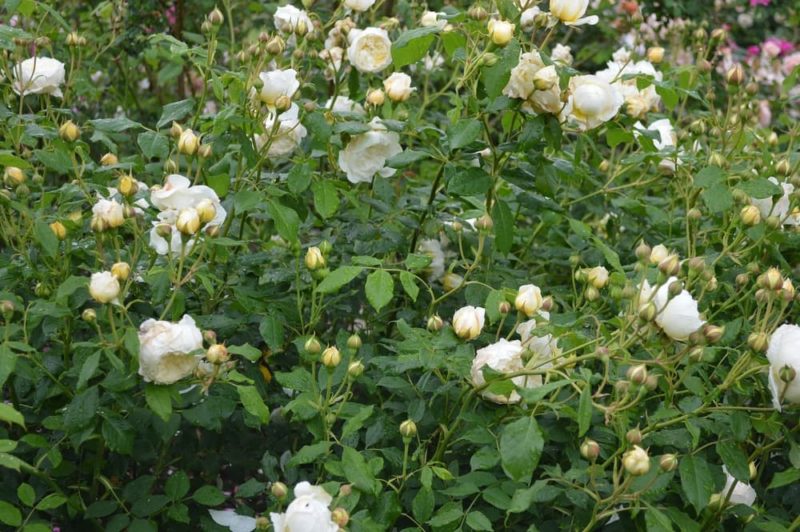 Head Gardeners Recommend These Climbing Roses For Shady Garden Areas ...