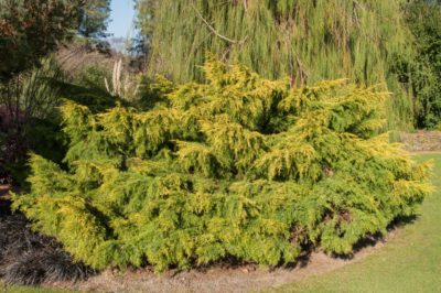 Horticulturists Recommend These 59 Tolerant Plants For Windy Garden ...