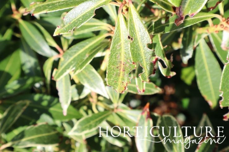 Pieris Can Be Left Alone, But Follow These Steps If You Decide To Prune ...