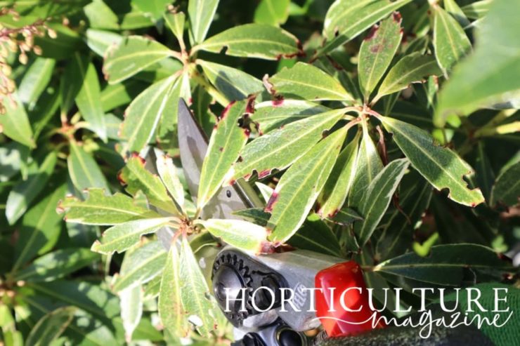 Pieris Can Be Left Alone, But Follow These Steps If You Decide To Prune ...