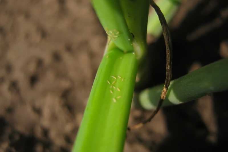 Bugs On Your Houseplants? Here's 6 Common Types To Help You Identify ...