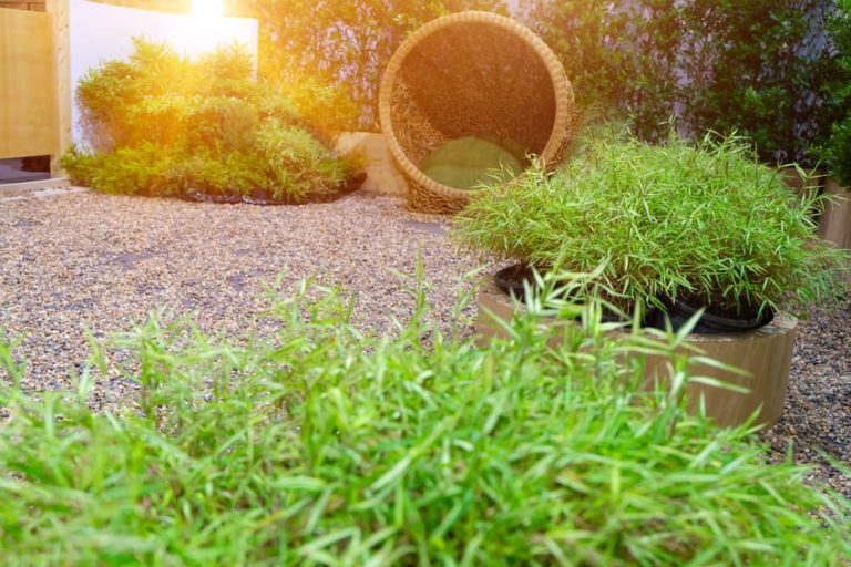 Restrict Their Spread And Grow Bamboo In Pots To Manage Any ...