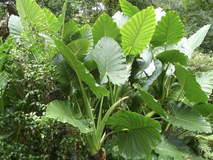 These 15 Gargantuan Plants With Huge Leaves Will Make A Statement In ...