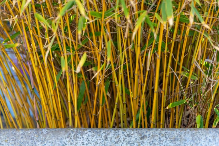 Restrict Their Spread And Grow Bamboo In Pots To Manage Any ...