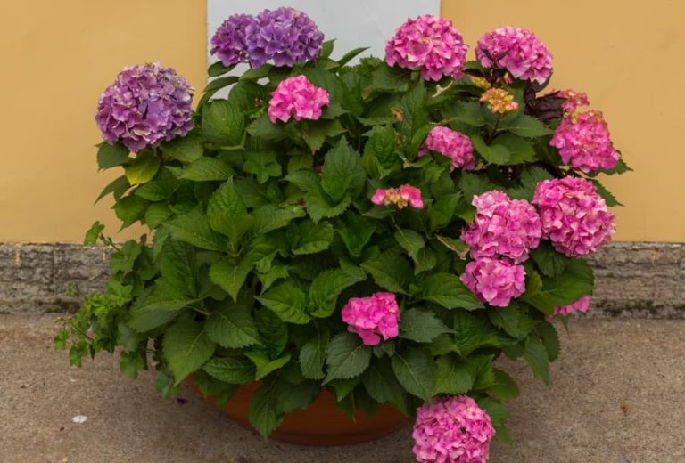 Why Hydrangea With Relatively Compact Shrub Forms Are Best For Growing ...