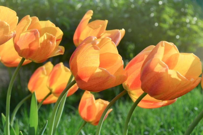 52 Fiery And Vibrant Orange Flowering Plants With Lilies, Marigolds And ...