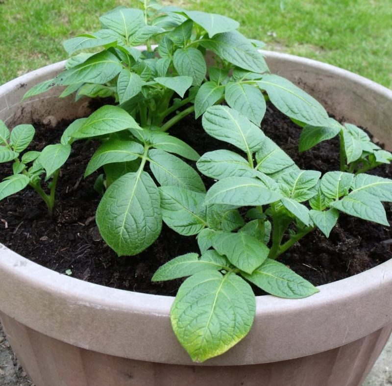 Growing Potatoes In Pots - Here's This Permaculture Gardener's 5 Expert ...