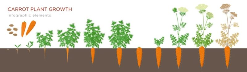 You Can Actually Harvest Carrots At Any Time - But This Is When They're ...