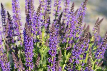 These 52 Vivid Garden Plants With Purple Flowers Pack A Visual Punch ...