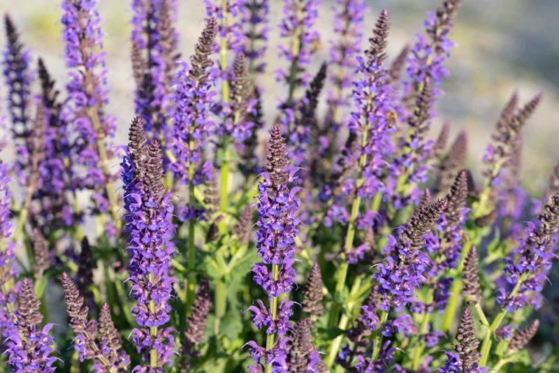 These 52 Vivid Garden Plants With Purple Flowers Pack A Visual Punch ...