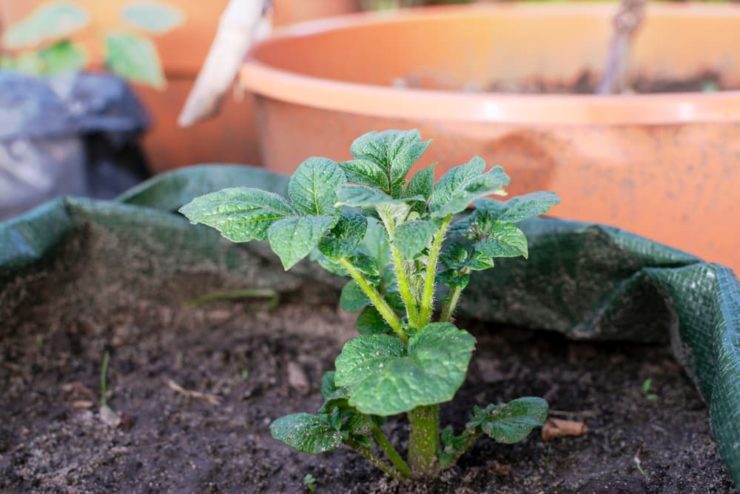 Growing Potatoes In Pots - Here's This Permaculture Gardener's 5 Expert ...