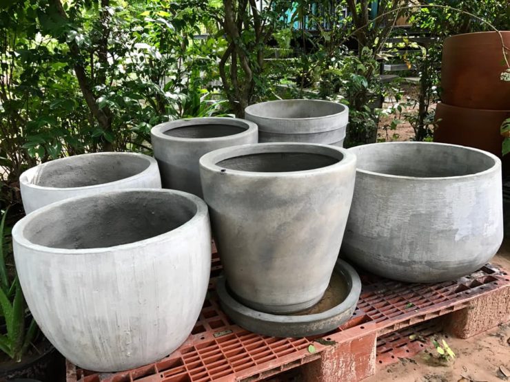 Restrict Their Spread And Grow Bamboo In Pots To Manage Any ...