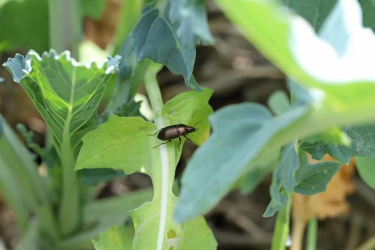 Bugs On Your Houseplants? Here's 6 Common Types To Help You Identify ...