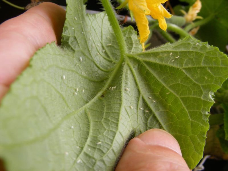 Bugs On Your Houseplants? Here's 6 Common Types To Help You Identify ...