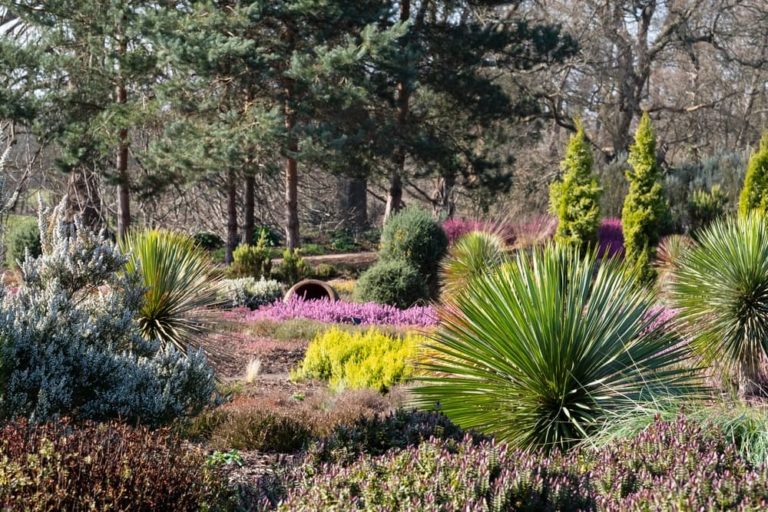 Chris Lee's Must-Have Small Flowering Shrubs For Easy Gardening ...