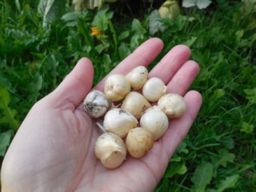 When Should You Plant Spring Bulbs? Guidelines For 10 Common Types ...