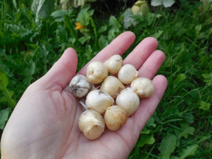 When Should You Plant Spring Bulbs? Guidelines For 10 Common Types ...