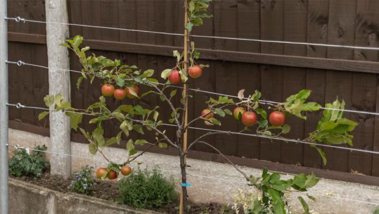 How To Create An Espalier Fruit Tree Screen | Horticulture.co.uk