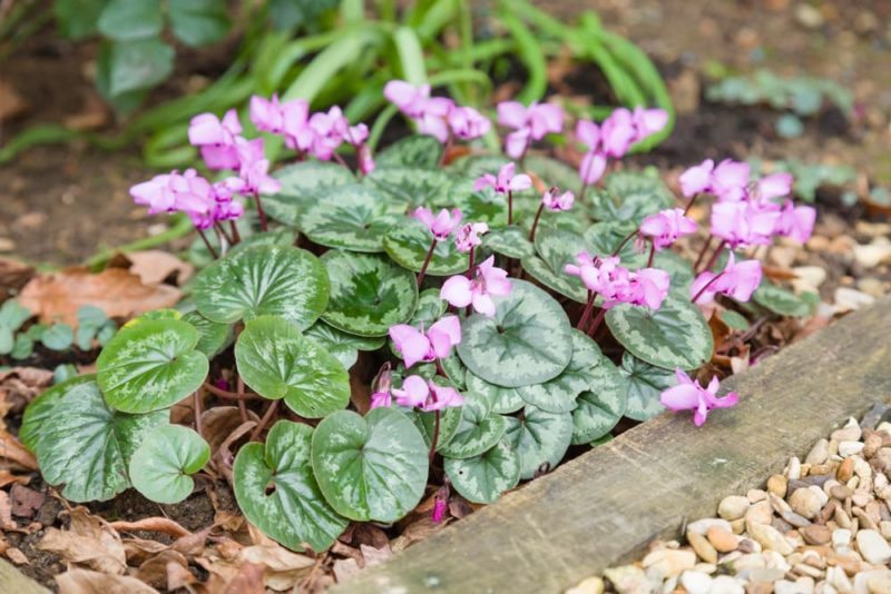 20 Hardy Perennials Suited To The UK Climate | Horticulture