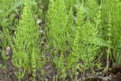 A Horsetail Infestation Is Difficult To Control - Here Are 5 Solutions ...