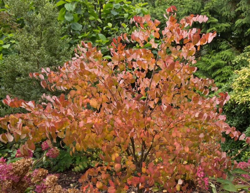 15 Knockout Trees With Foliage That Turns Red In Autumn | Horticulture ...