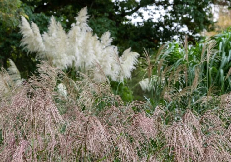 Horticulturists Share 10 Ornamental Grass Types For Movement In The ...