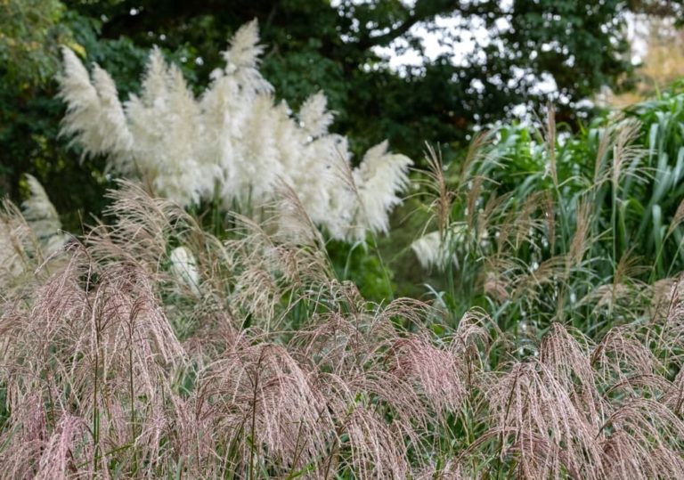 Horticulturists Share 10 Ornamental Grass Types For Movement In The ...