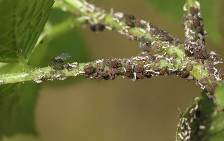 How To Easily Get Rid Of Aphids On Plants | Horticulture.co.uk