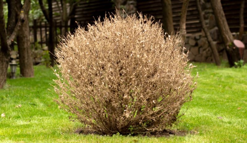 These Are The Signs Of Box Blight: Act Quickly To Save Your Plants Says ...