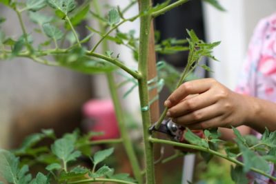 Master Horticulturist's Guide To Taking And Propagating Plant Cuttings ...