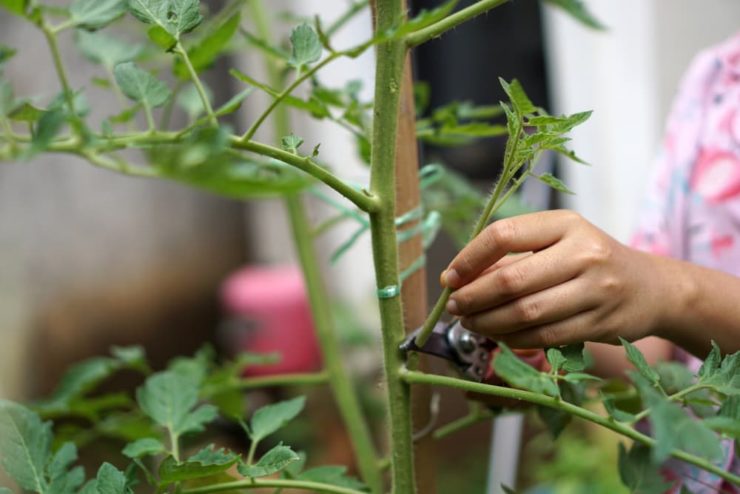 Master Horticulturist's Guide To Taking And Propagating Plant Cuttings ...