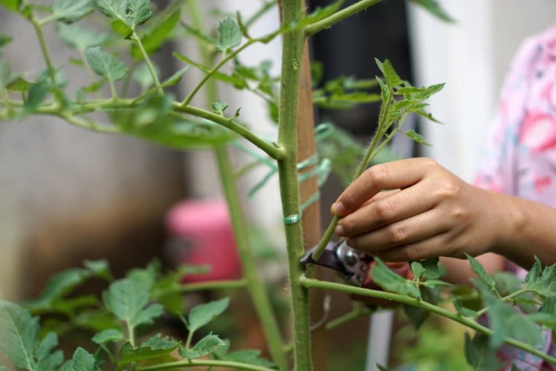 Master Horticulturist's Guide To Taking And Propagating Plant Cuttings ...