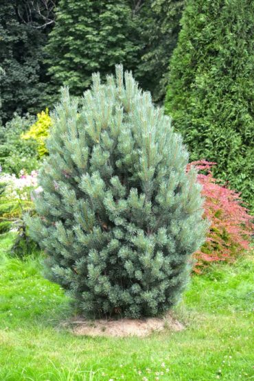 17 Popular Dwarf Evergreen Trees With Garden Designer Jilayne Rickards ...