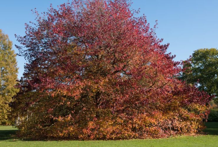 15 Knockout Trees With Foliage That Turns Red In Autumn | Horticulture ...