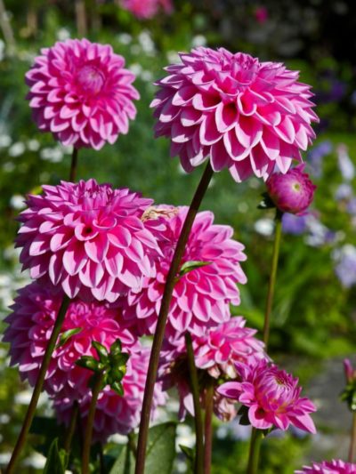 17 Autumn Flowering Bulbs For Late Colour | Horticulture.co.uk
