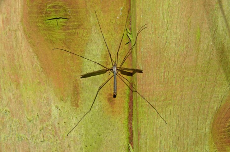 Organic Gardener Shares How To Identify And Fix A Serious Leatherjacket ...