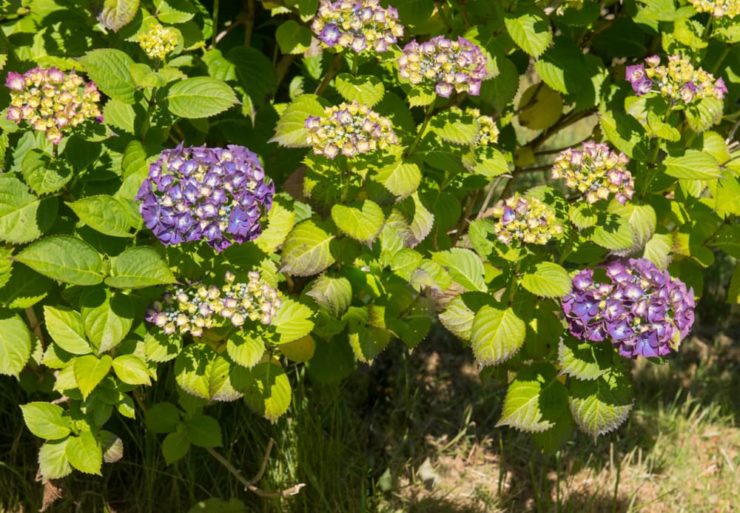 Chris Lee's Must-Have Small Flowering Shrubs For Easy Gardening ...