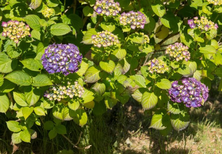 Chris Lee's Must-Have Small Flowering Shrubs For Easy Gardening ...