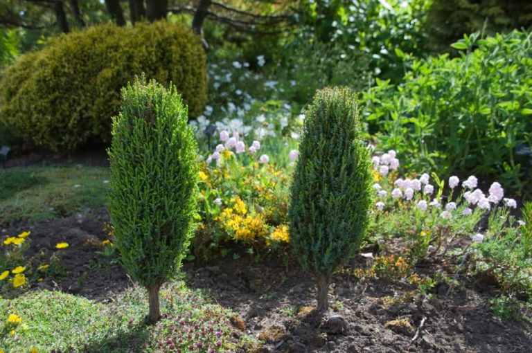 17 Popular Dwarf Evergreen Trees With Garden Designer Jilayne Rickards ...