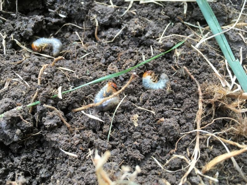 Chafer Grubs Can Cause A Lot Of Lawn Damage - Here Are Some Biological ...
