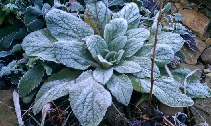 20 Hardy Perennials Perfect For Naturalistic, Dense Planting ...