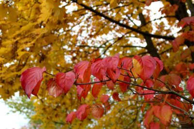 15 Knockout Trees With Foliage That Turns Red In Autumn | Horticulture ...