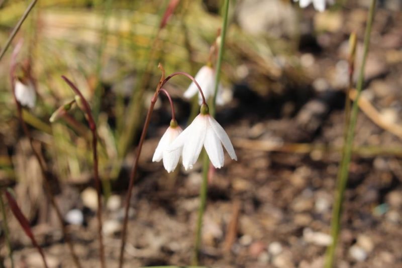 Can't Let Go Of Summer? Here Are 17 Autumn Flowering Bulbs For Late ...