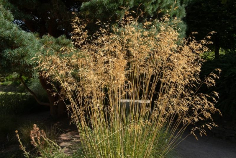 Horticulturists Share 10 Ornamental Grass Types For Movement In The ...